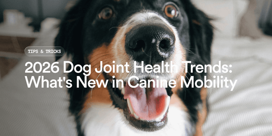 Dog Joint Health Trends 2026 UK | What's New in Canine Mobility – Pat's ...
