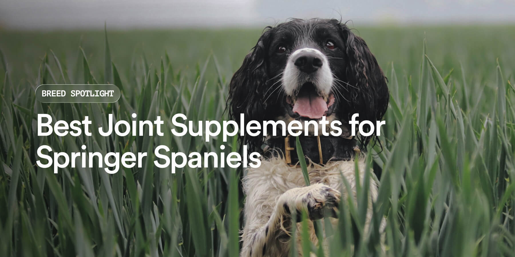 Best Joint Supplements for Springer Spaniels UK: Expert Guide | Pat's ...