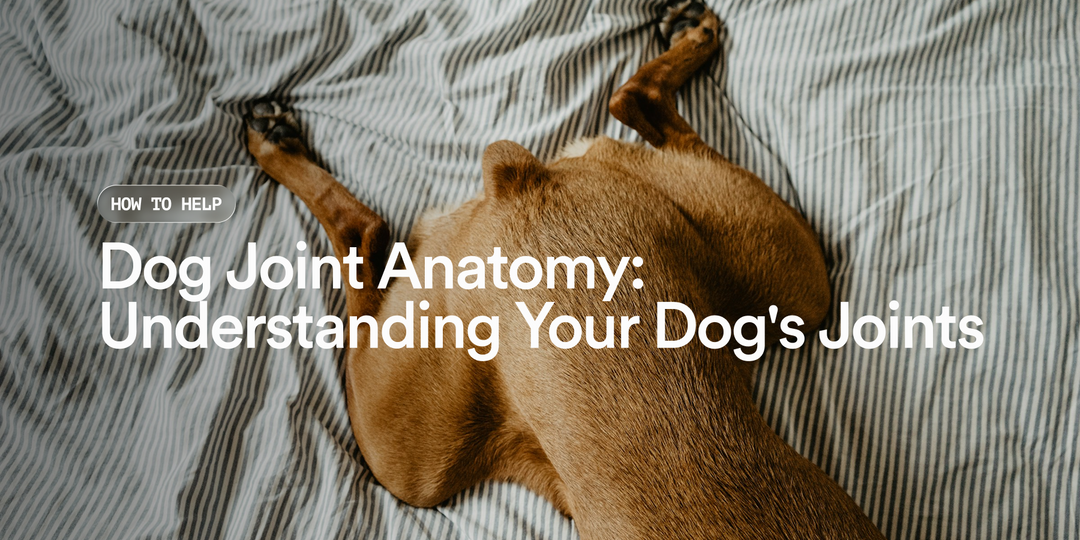 Dog Joint Anatomy: Understanding Your Dog's Joints | Pat's Pet Kitchen
